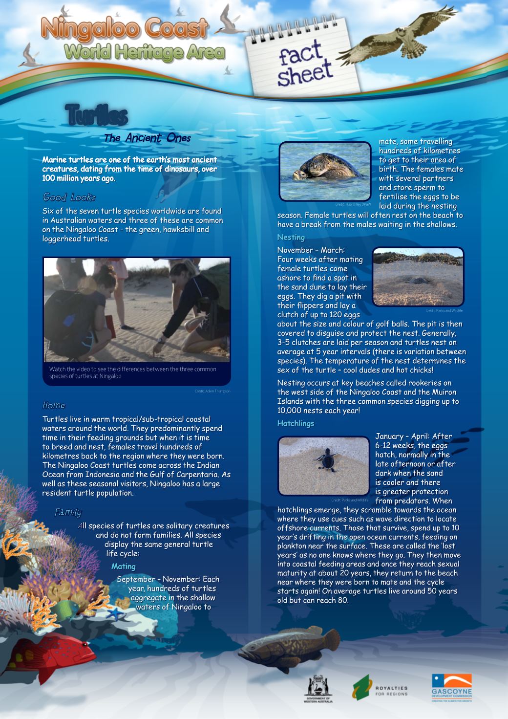 Shire of Exmouth - Turtles Factsheet
