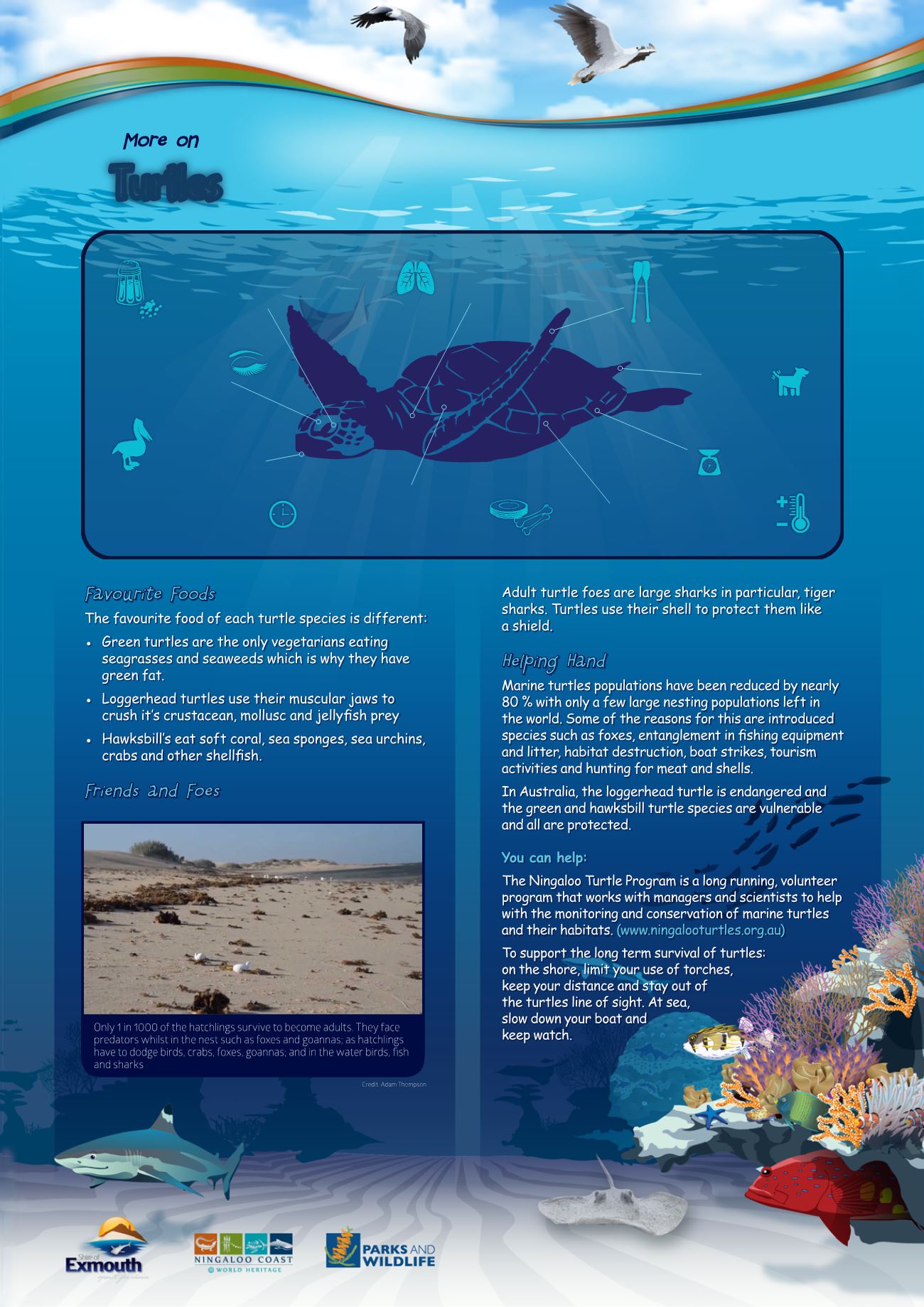 Shire of Exmouth - Turtles Factsheet